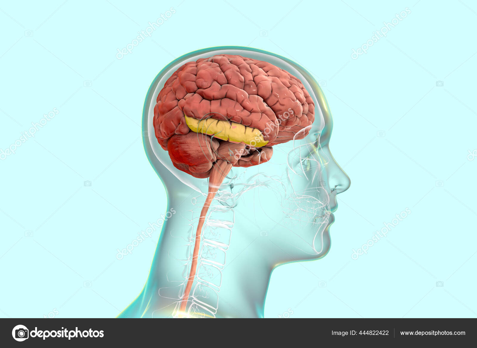 Cerebro Humano Cuerpo Con Giro Temporal Inferior Resaltado Ilustración ...