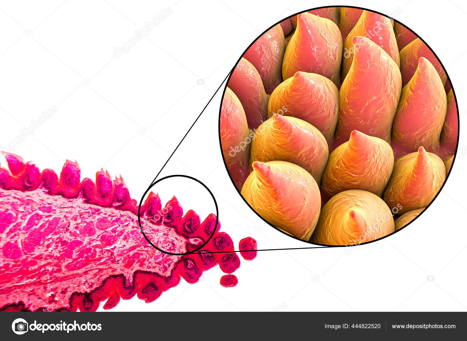 Tongue Papillae Light Micrograph Illustration Close View Stock Photo by ...