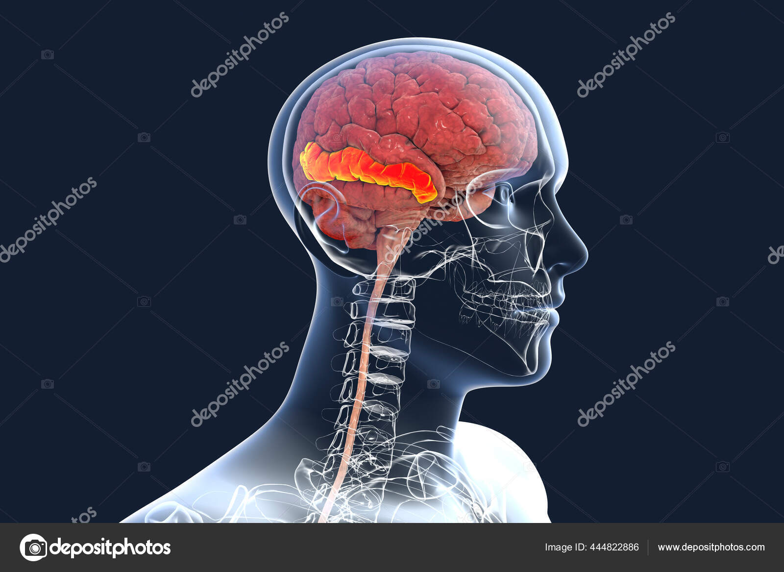 Temporal Lobe Of The Brain