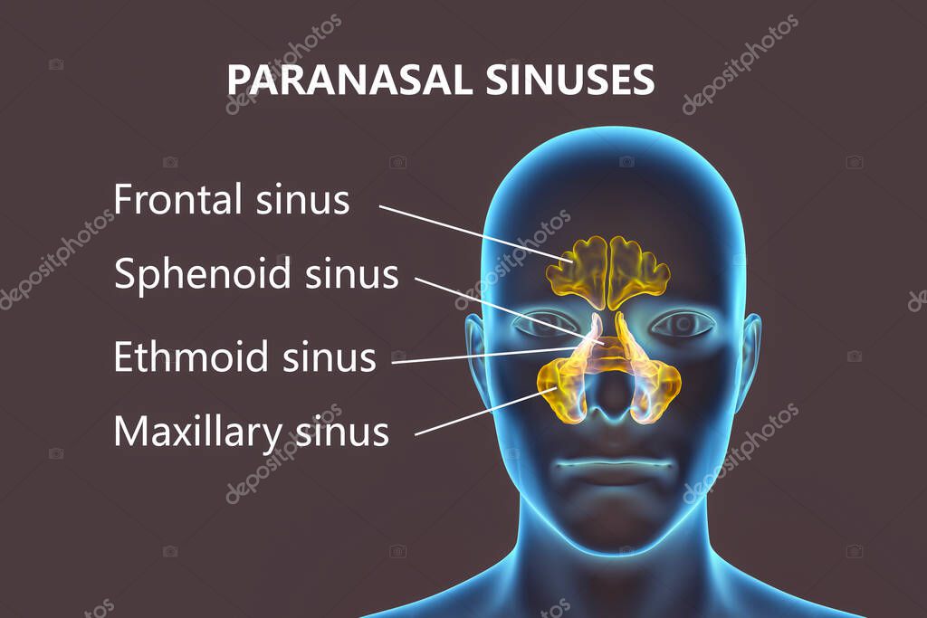Anatom a de senos paranasales. Ilustraci n 3D que muestra al hombre con senos paranasales ...