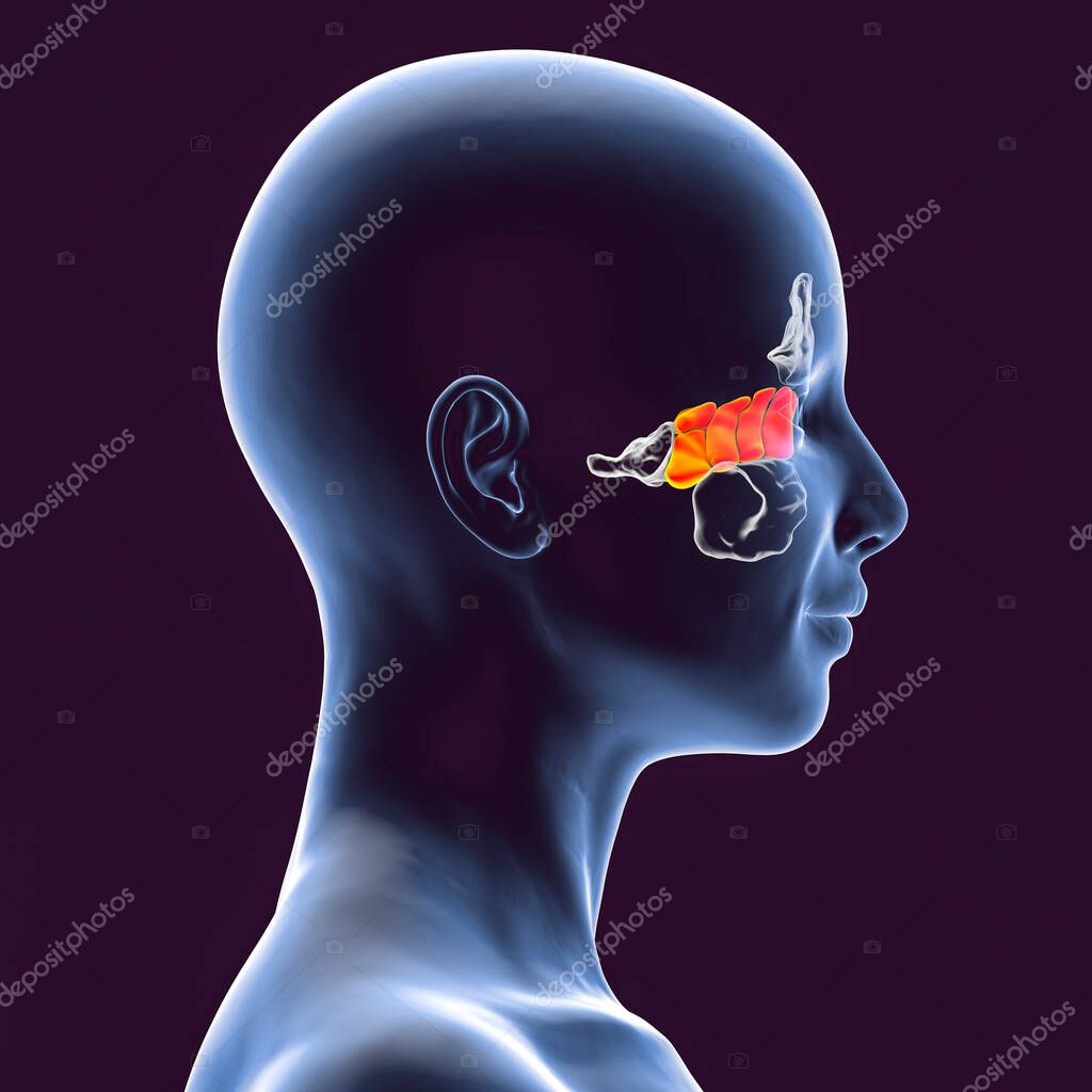 Anatomía de senos paranasales. Ilustración 3D que muestra hembras con ...