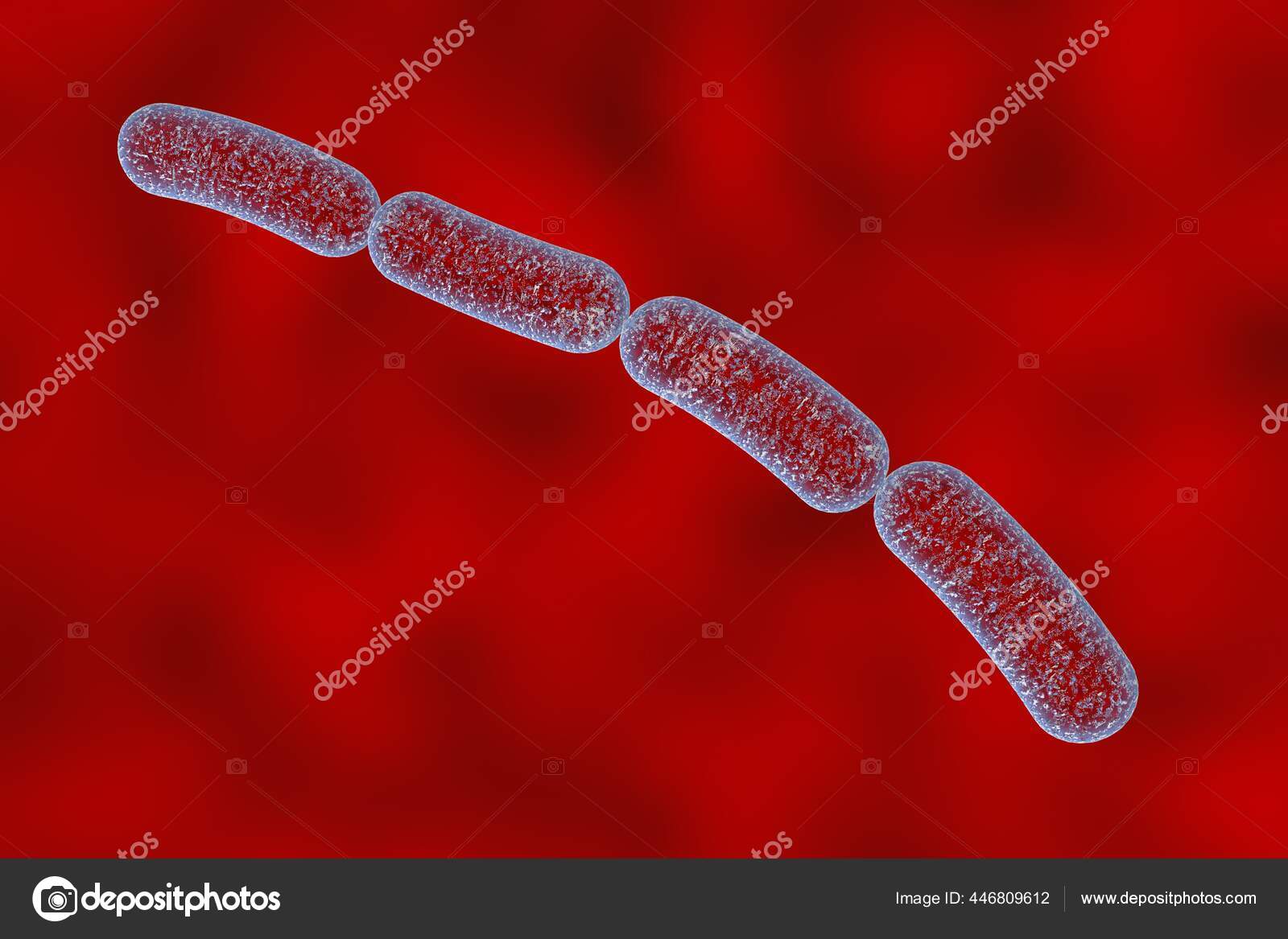 Bacillus Anthracis Gram Positive Spore Forming Bacteria Which Cause ...