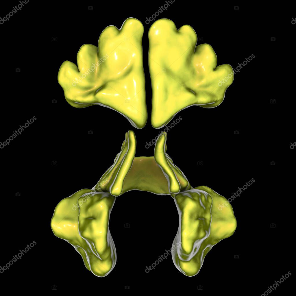 Anatomía Senos Paranasales Ilustración Que Muestra Senos Frontales ...