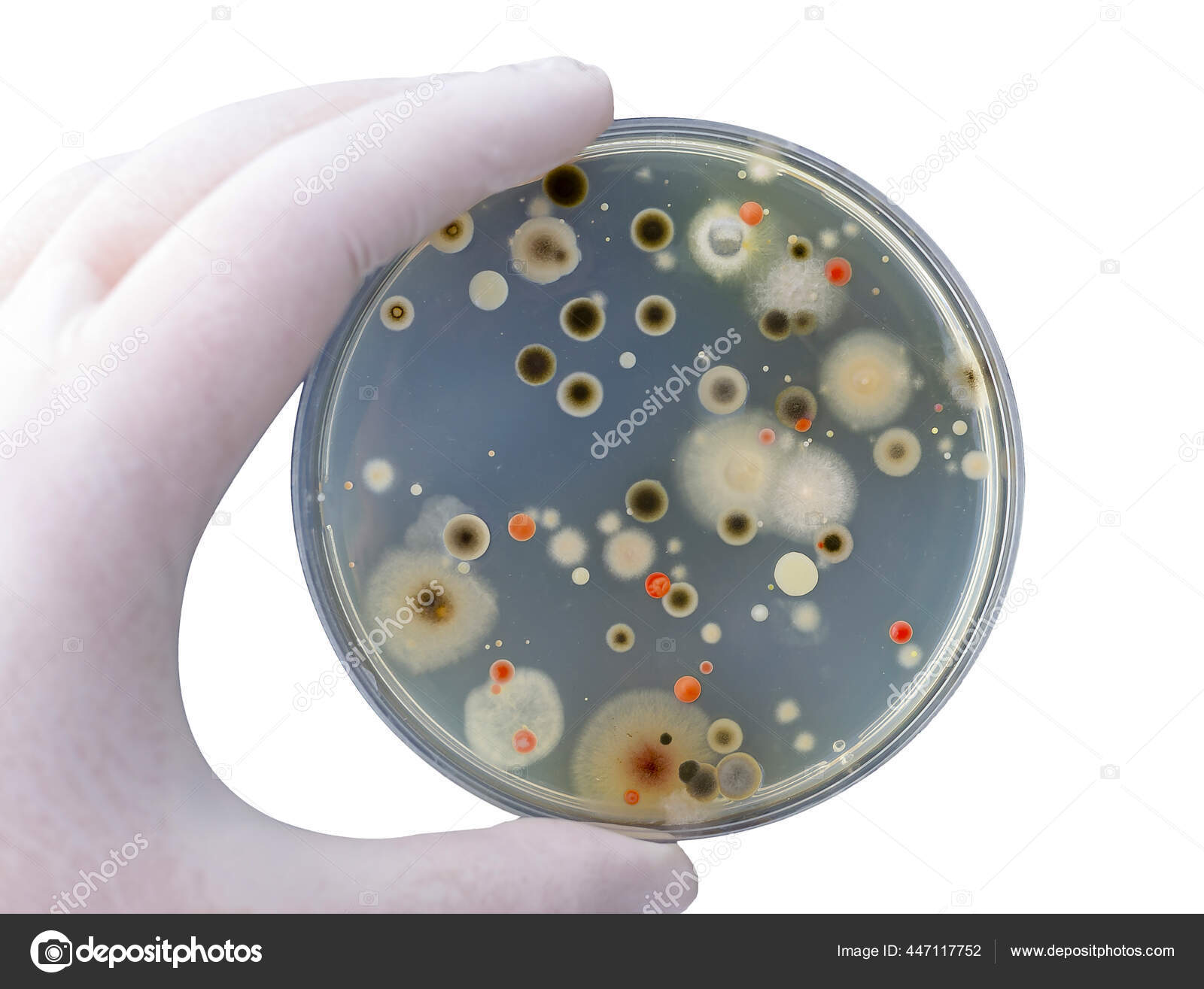 White Mold On Agar