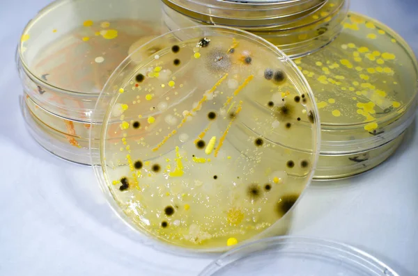 Bacteria Grown Skin Smear Colonies Micrococcus Luteus Staphylococcus ...