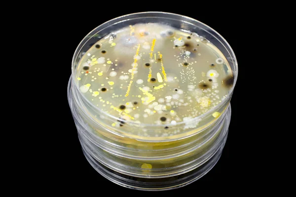 Bacteria Grown Skin Smear Colonies Micrococcus Luteus Staphylococcus ...