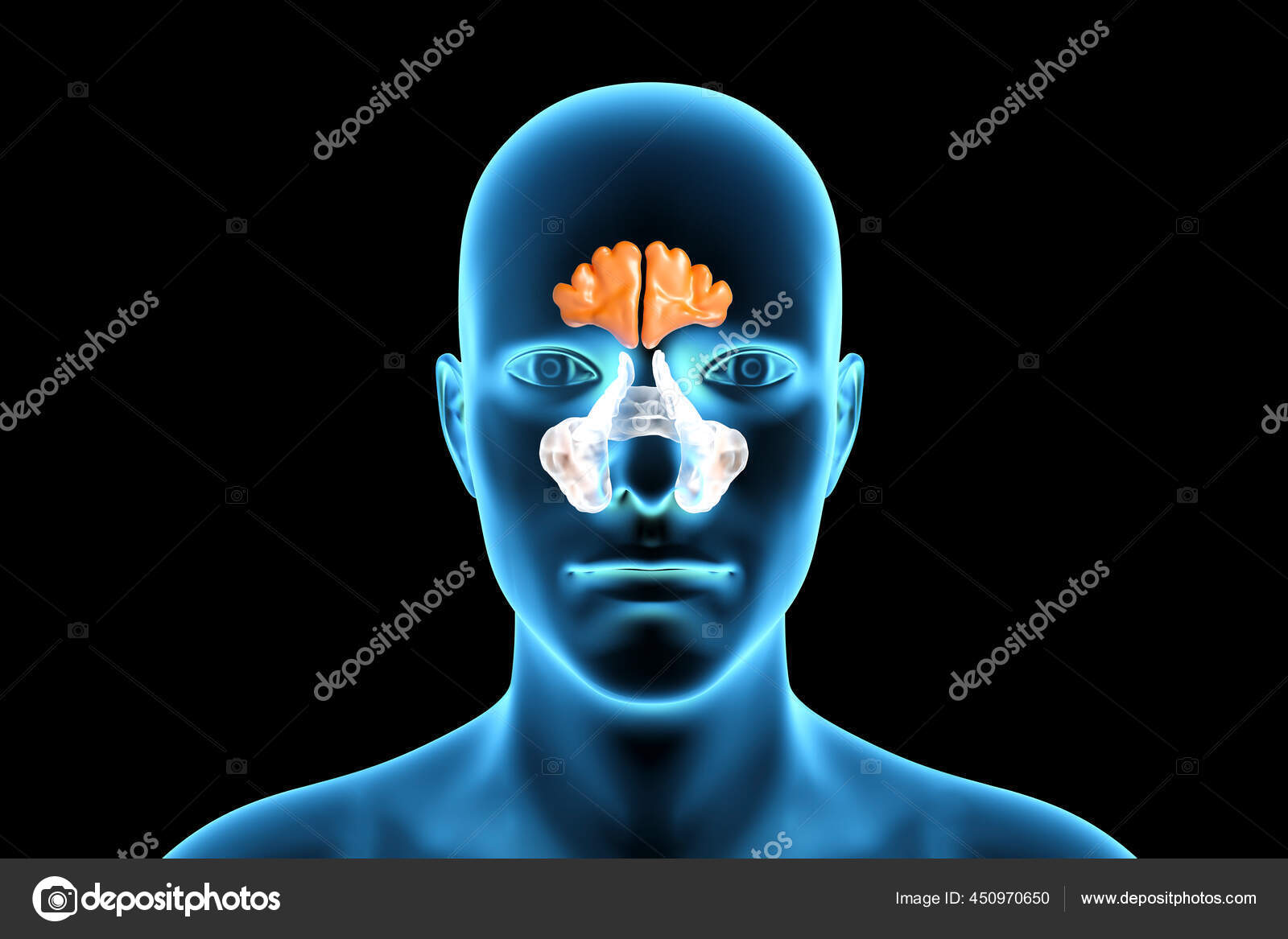 Anatomía Del Seno Etmoidal