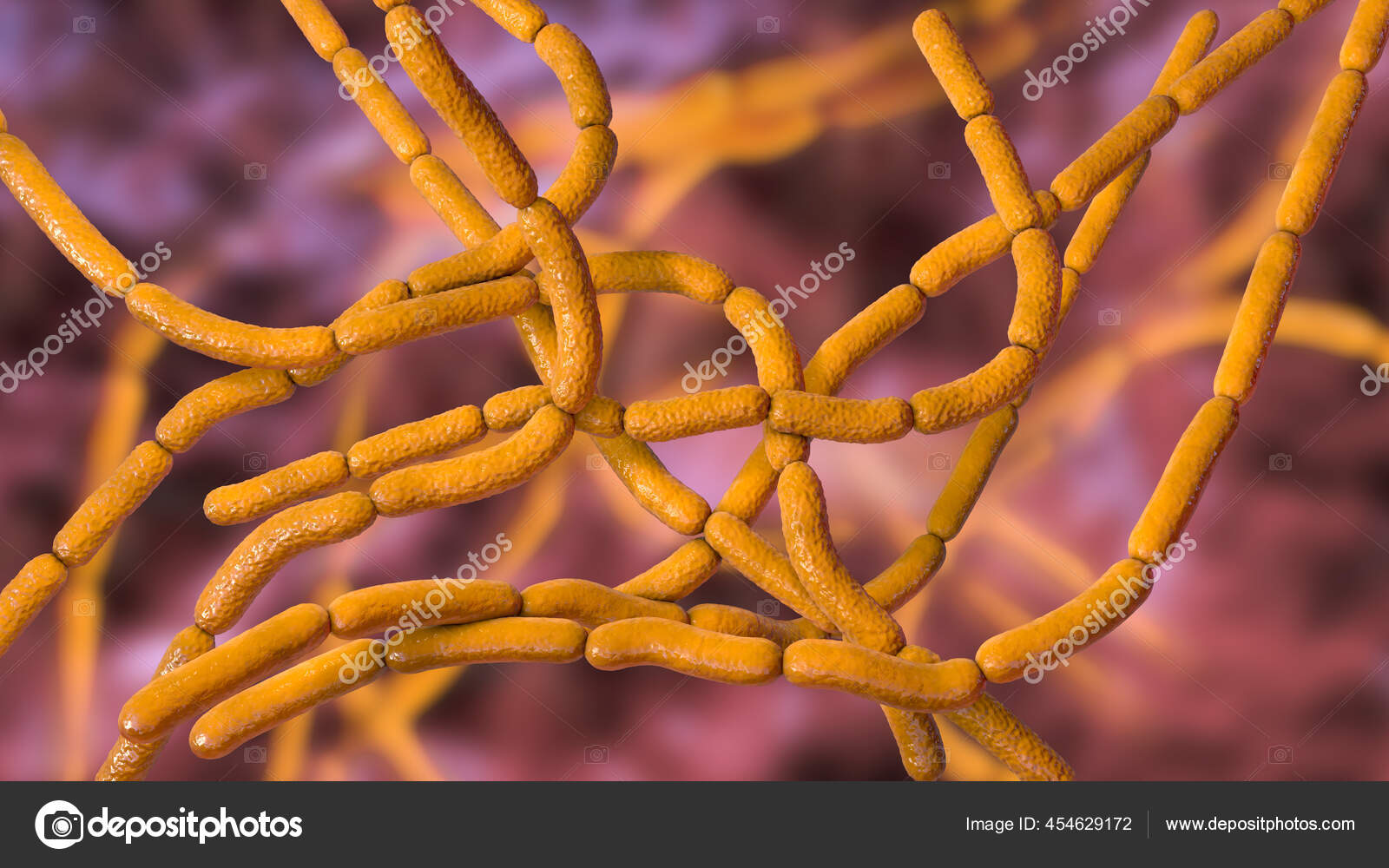 Bacteria Bacillus Anthracis Causative Agent Anthrax Disease ...