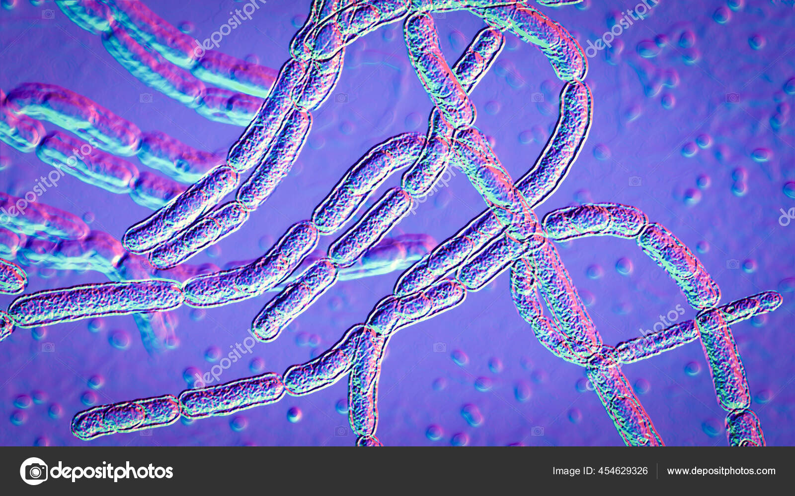 Anthrax Bacteria