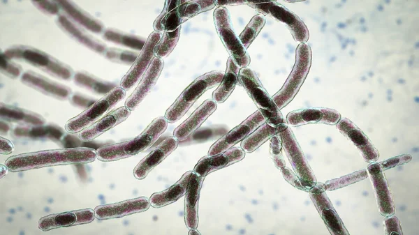 Bacteria Bacillus Anthracis Causative Agent Anthrax Disease ...