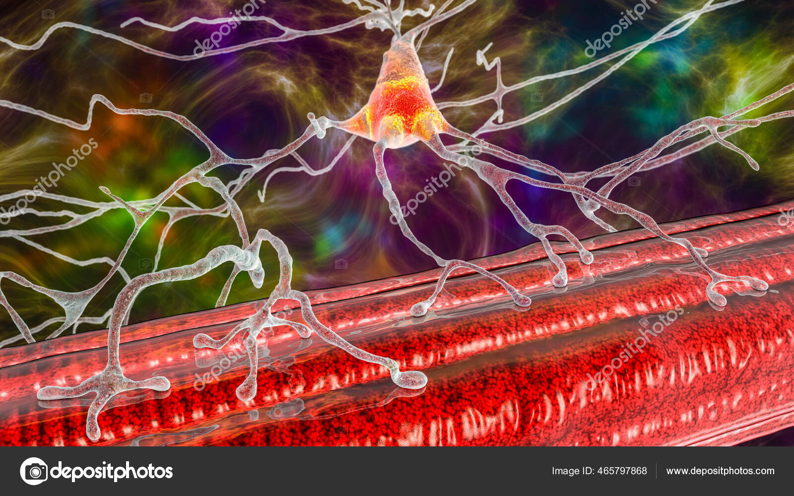 Neuromuscular Junction Motor Neuron