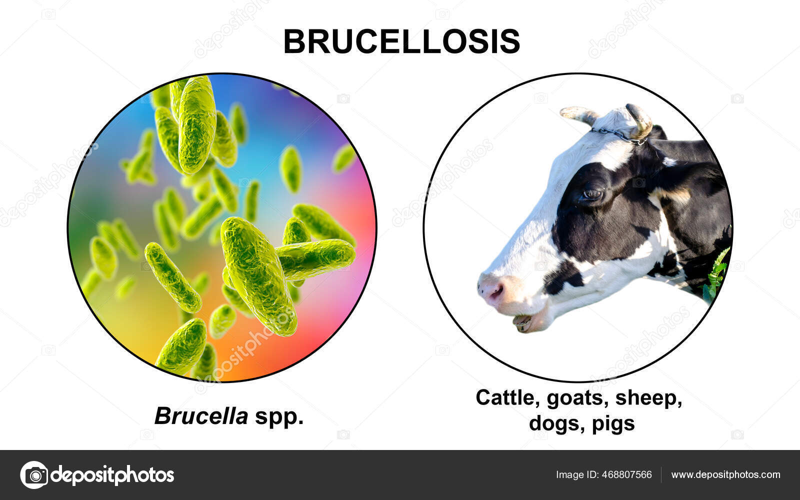 Brucellosis Illustration Bacteria Brucella Photo Cow Brucella Bacteria ...