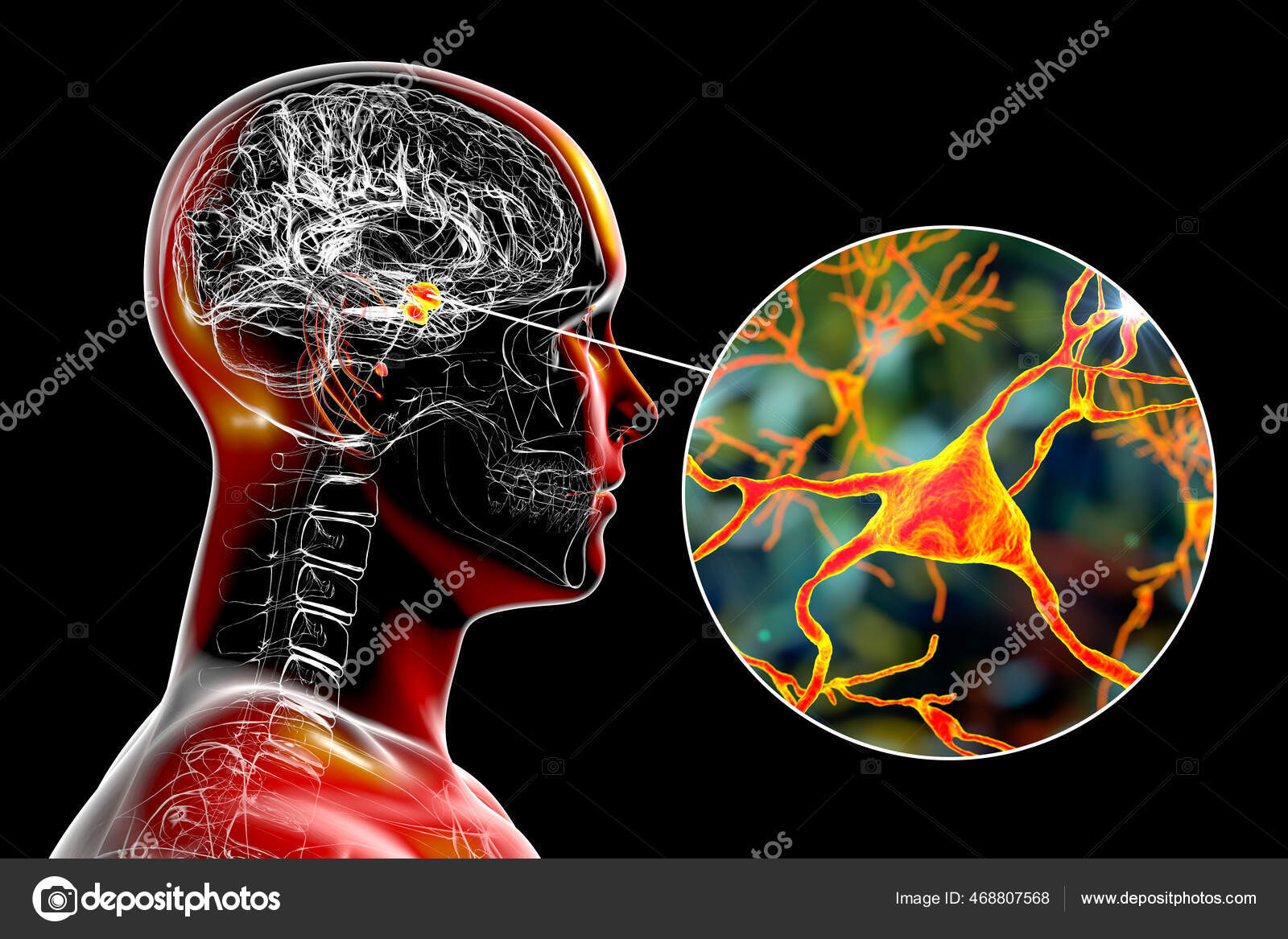 Amygdala Brain Closeup View Amygdala Neurons Illustration Two Almond ...