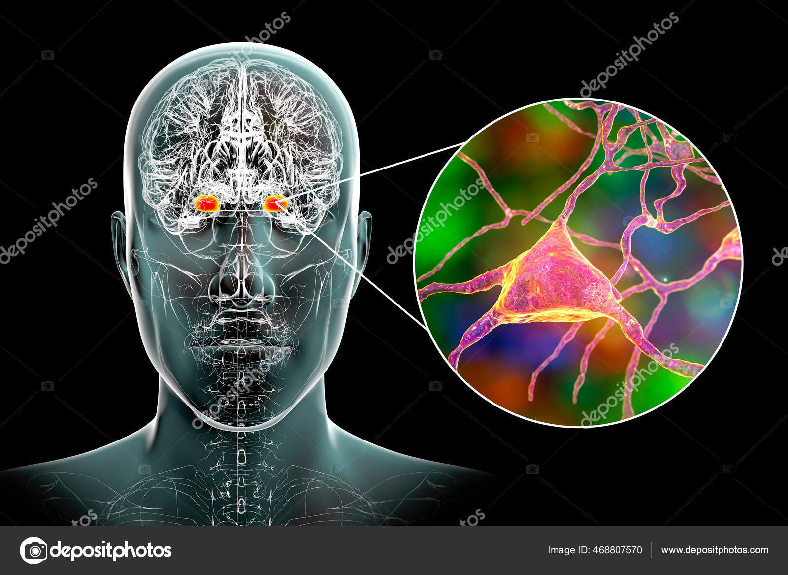 Amygdala Brain Closeup View Amygdala Neurons Illustration Two Almond ...