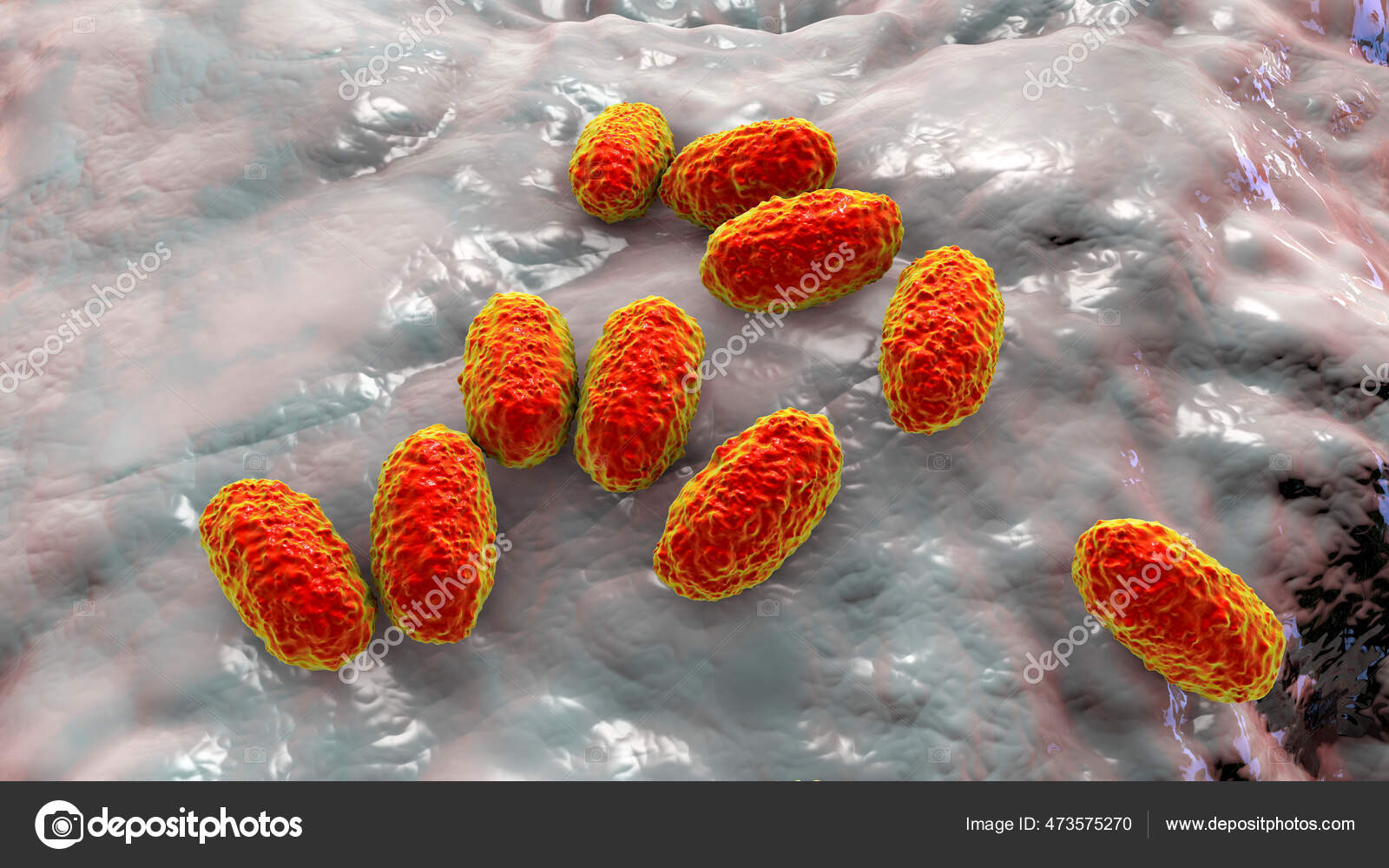 Gram Negative Coccobacilli