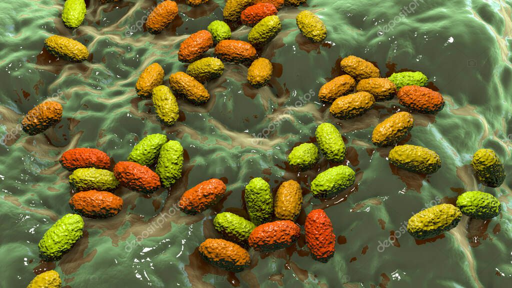 Bacterias de la tos ferina Bordetella pertussis, ilustraci n 3D ...