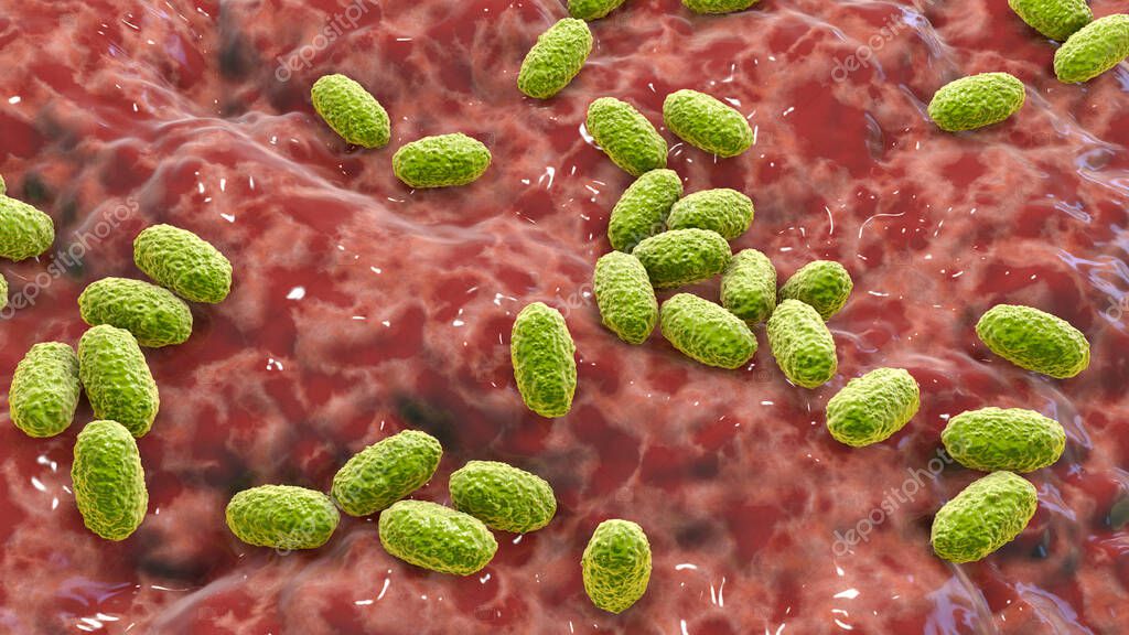 Bacterias de la tos ferina Bordetella pertussis, ilustración 3D ...