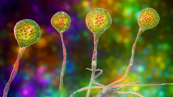 Mucor Mold Black Fungus Bread Mold Fungi Illustration Opportunistic ...