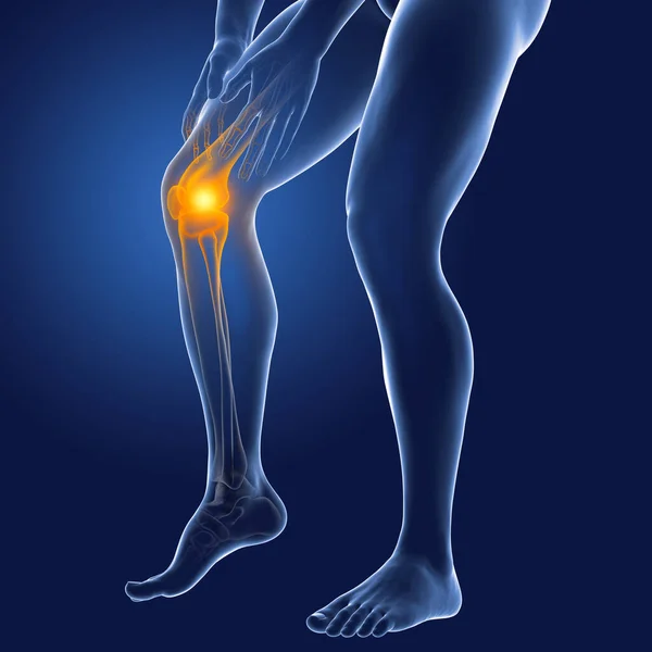 Knee joint anatomy Stock Photos, Royalty Free Knee joint anatomy Images ...