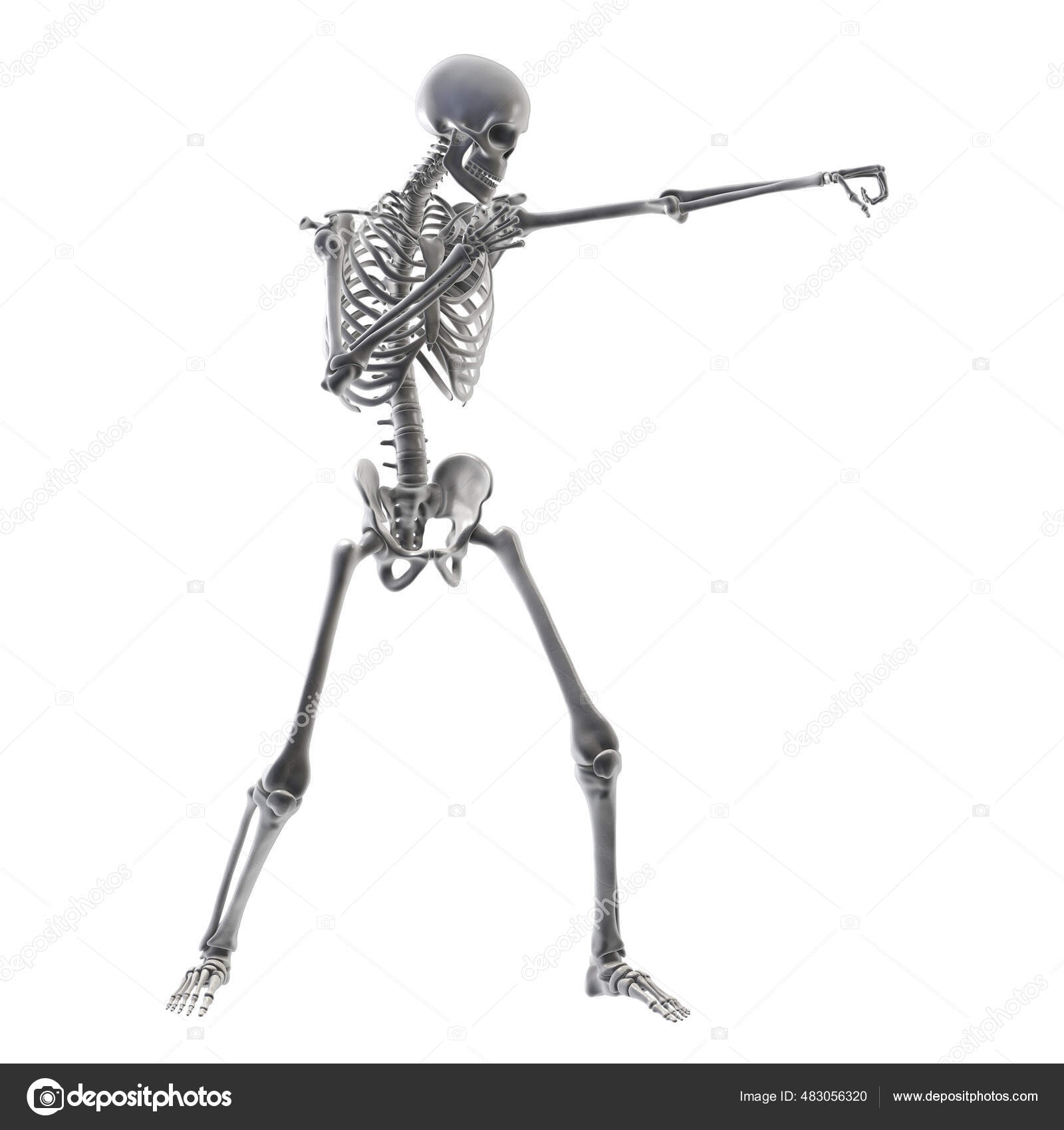 Anatomy Boxing Sport Illustration Human Skeleton Boxing Position ...