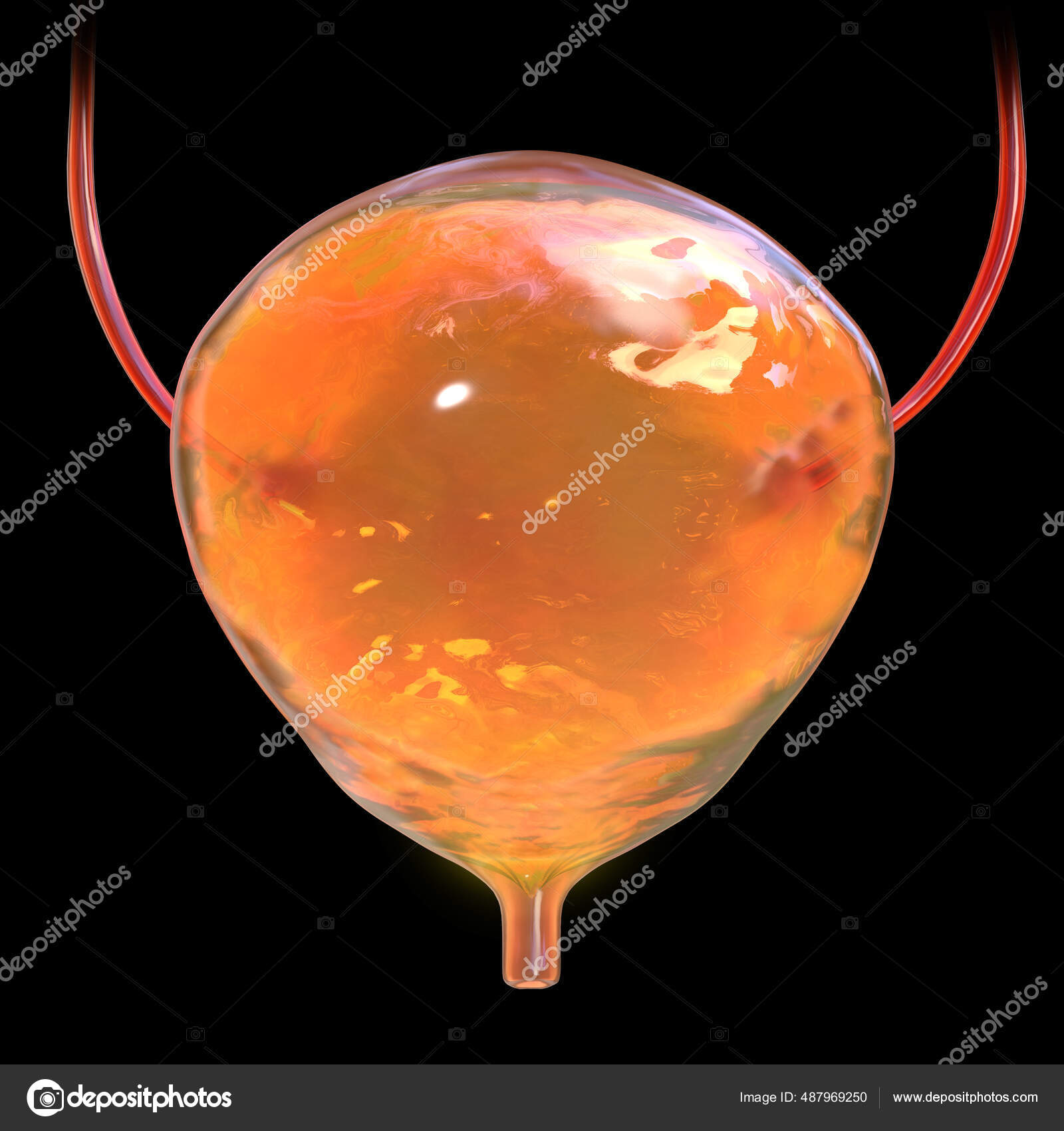 Vejiga Urinaria Ilustración Médica Anatomía Vejiga Urinaria Llena — Foto de stock #487969250 ...