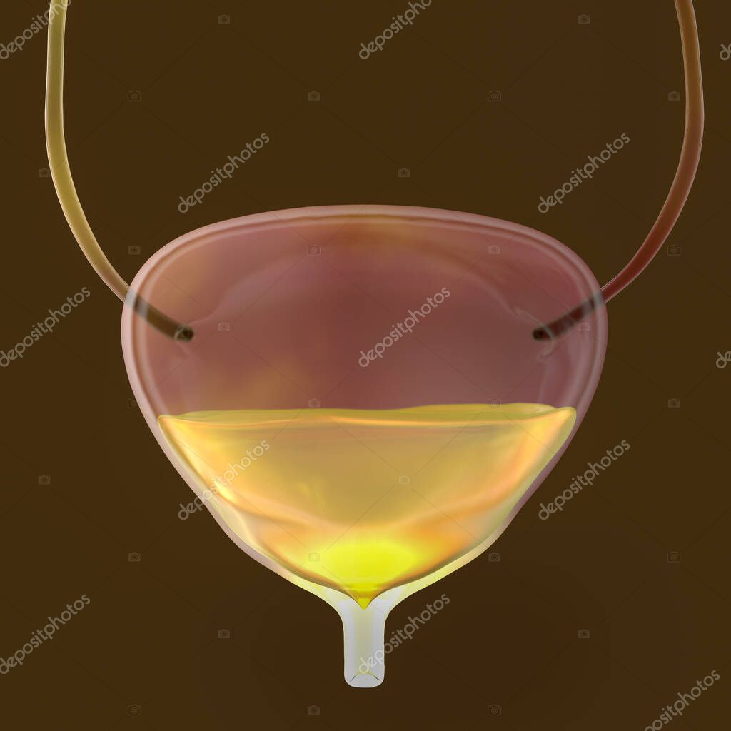 Vejiga urinaria con orina, ilustración médica 3D. Anatomía de la vejiga ...