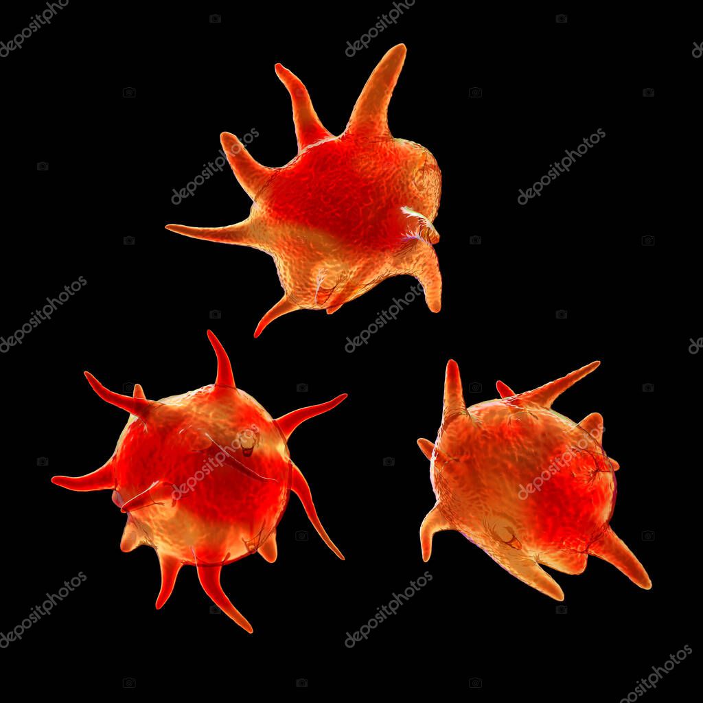 Plaquetas activadas, también conocidas como trombocitos, células ...