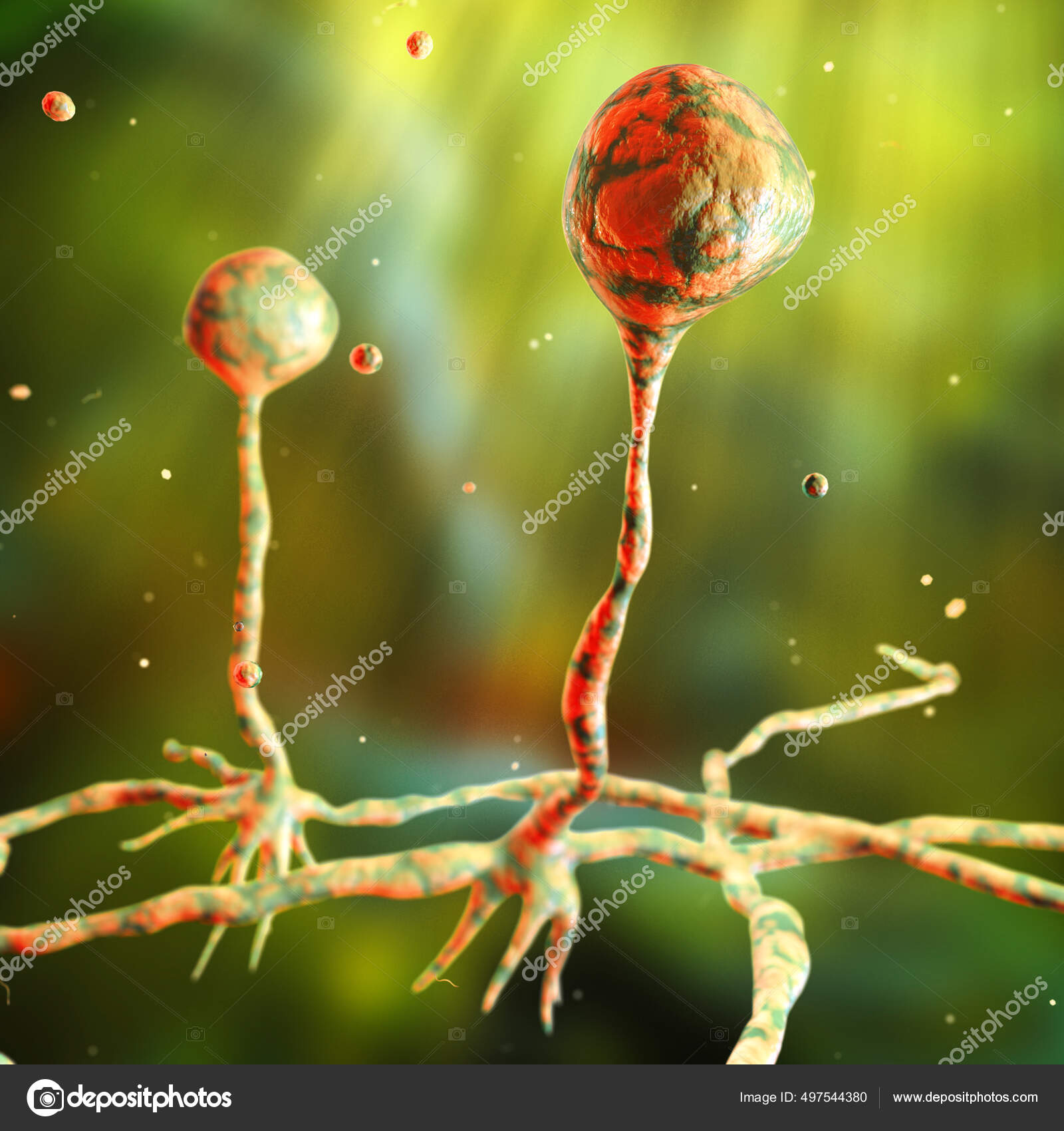 Rhizopus Mold Also Known Bread Mold Black Fungus Illustration ...