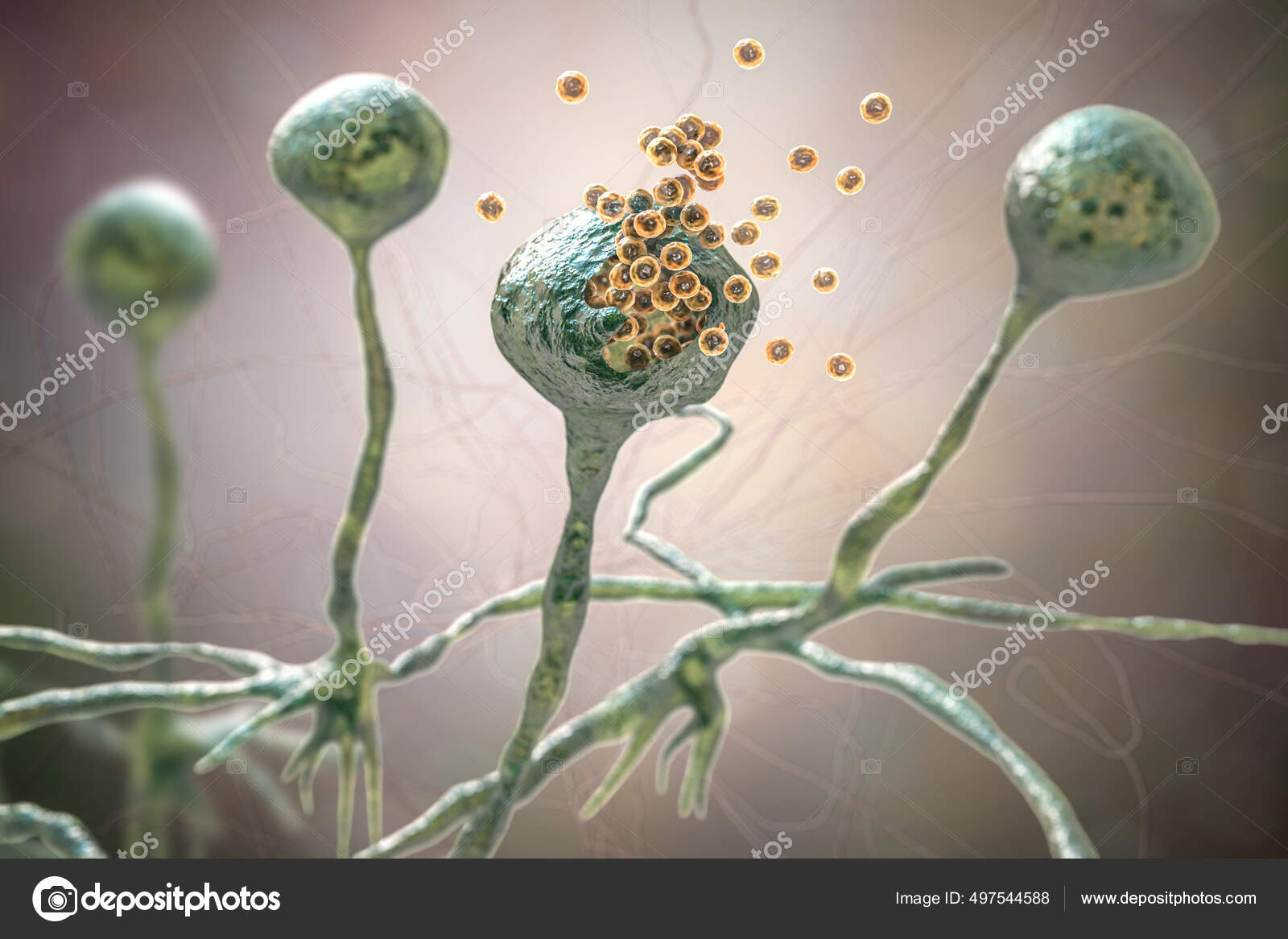 Slide De Rhizopus Stolonifer
