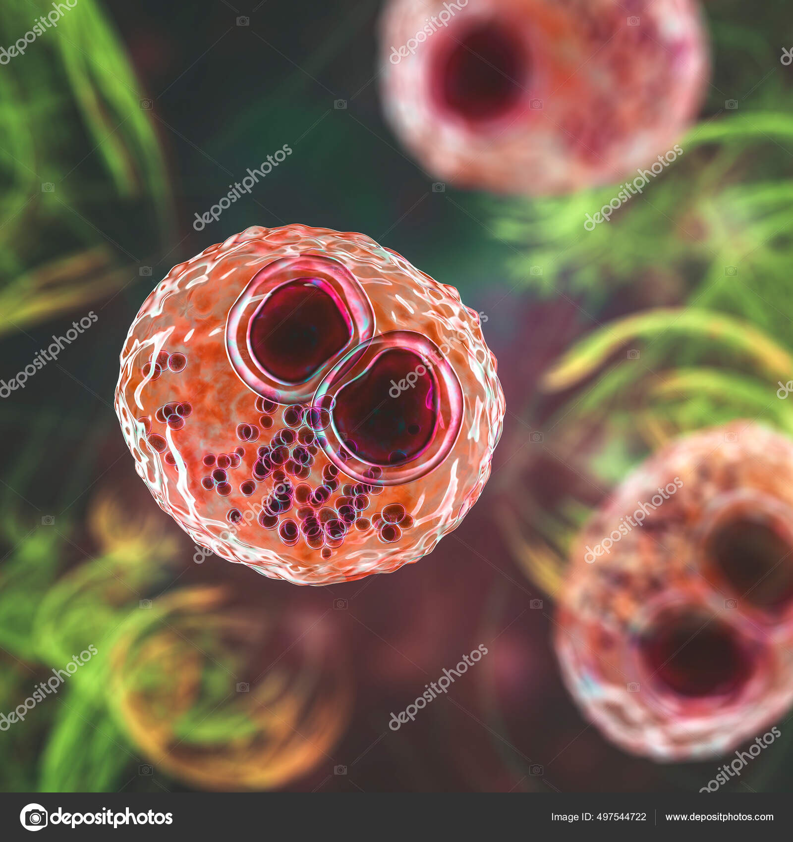 Cytomegalovirus Cmv Human Cell Owl's Eye Inclusion Nucleus ...