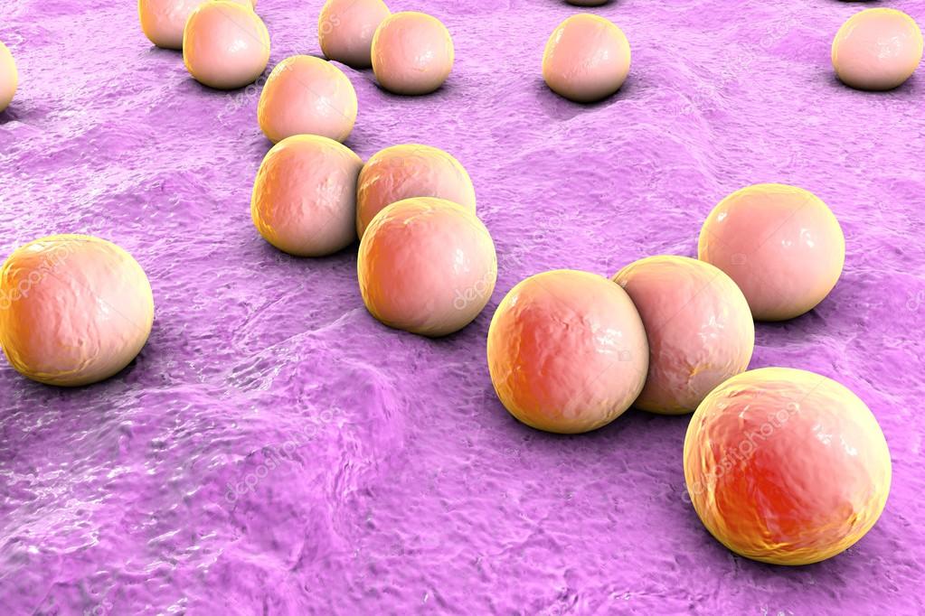 Streptococci. Spherical bacteria on the surface of skin or mucous ...