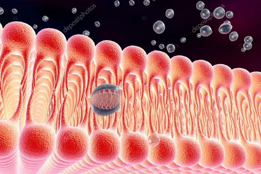 Cell membrane Stock Photo by ©katerynakon 77631644