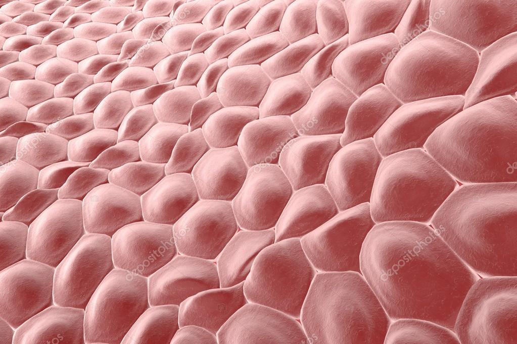 Layer of cells Stock Photo by ©katerynakon 78119006