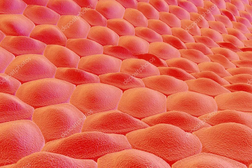 Layer of cells Stock Photo by ©katerynakon 78119130