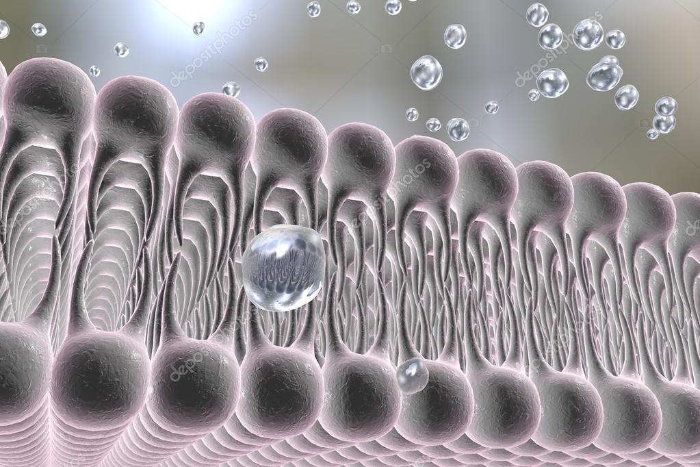 Cell membrane Stock Photo by ©katerynakon 78119266