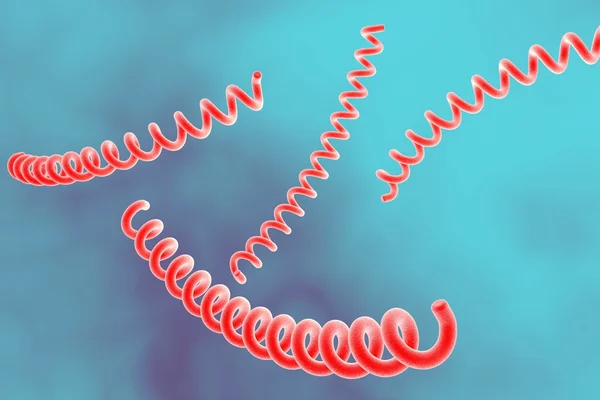 Treponema Pallidum Spirochetes Bacteria Cause Syphilis Illustration ...