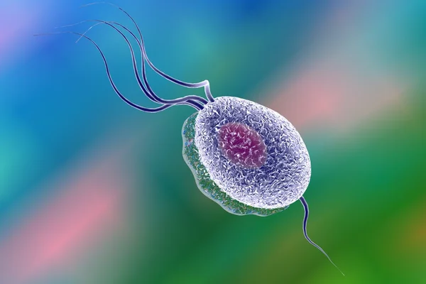 Fotos de Trichomonas, Imagens de Trichomonas sem royalties | Depositphotos