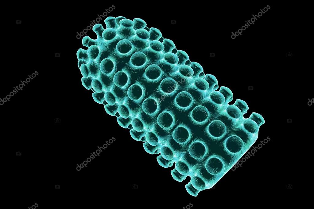 Rabies virus Stock Photo by ©katerynakon 78120222
