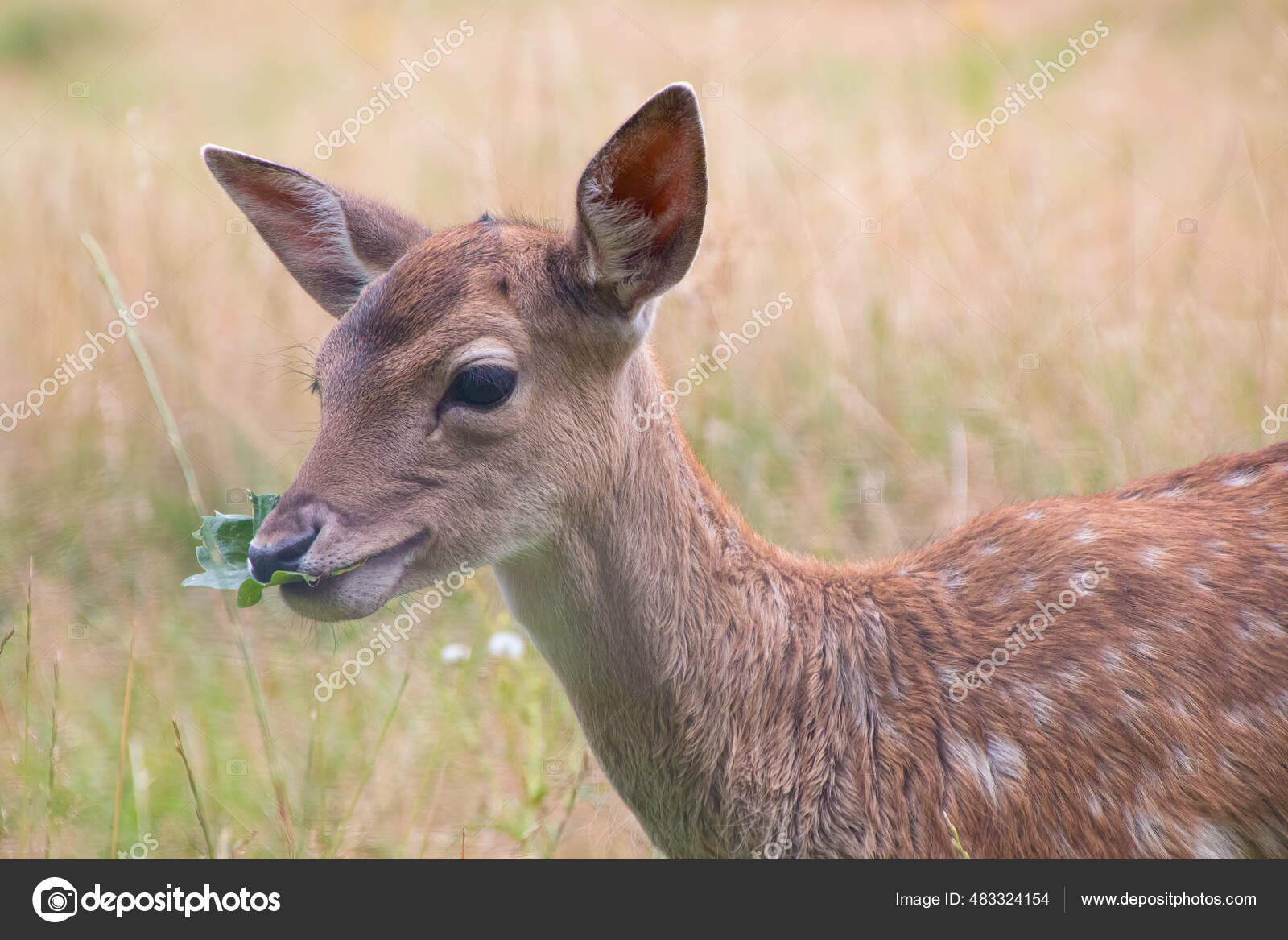 Whitetail Deer Fawn Face