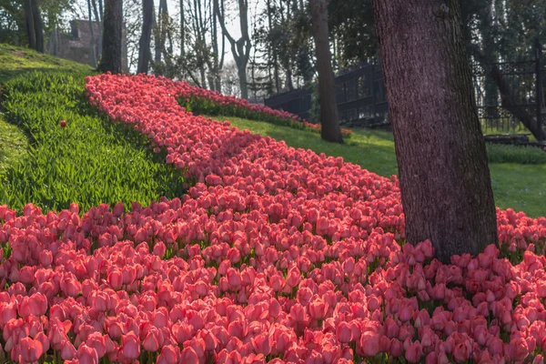 Winding tulips path Stock Photos, Royalty Free Winding tulips path ...