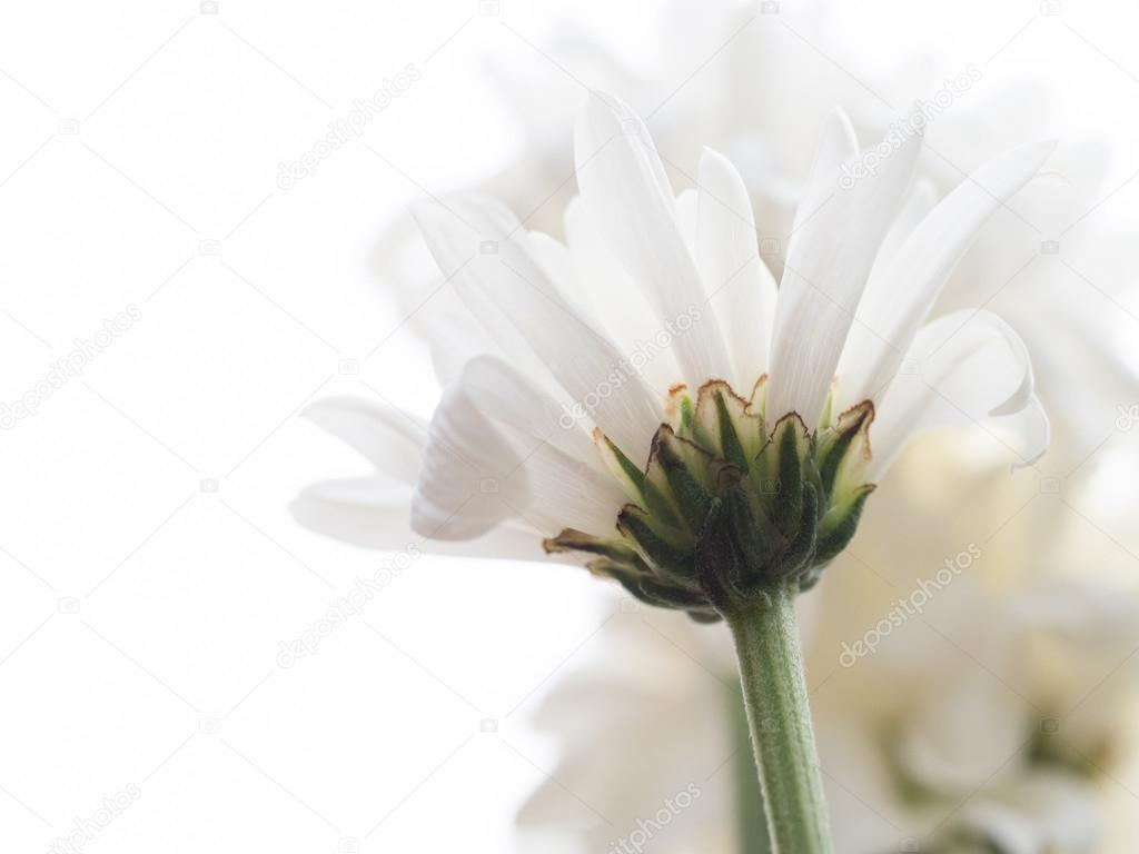 Daisy Flower — Stock Photo © jpanudda #80091666