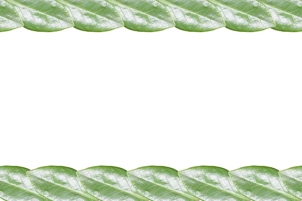Gum leaves border Stock Photos, Royalty Free Gum leaves border Images ...