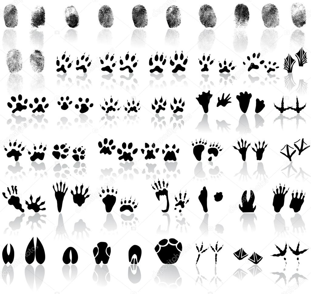 Collection of fingerprints, animal and bird trails Stock Vector Image ...