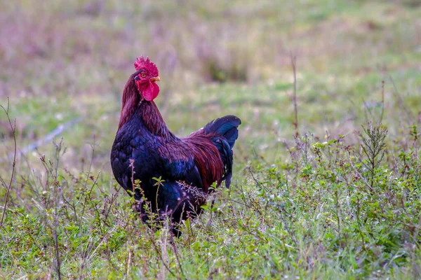 Free range Stock Photos, Royalty Free Free range Images | Depositphotos