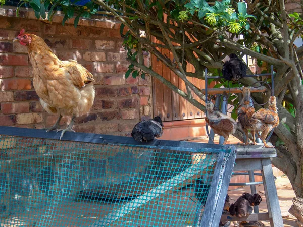 Aviary for hens Stock Photos, Royalty Free Aviary for hens Images ...