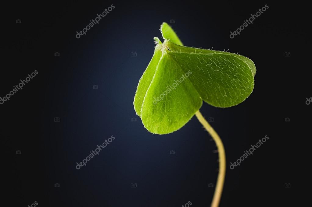 Verde cerrado bosque del corazón trébol de tres hojas apuntando hacia ...
