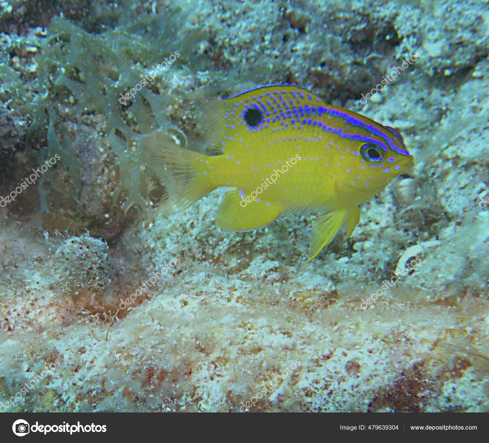 Beaugregory Damselfish Adult