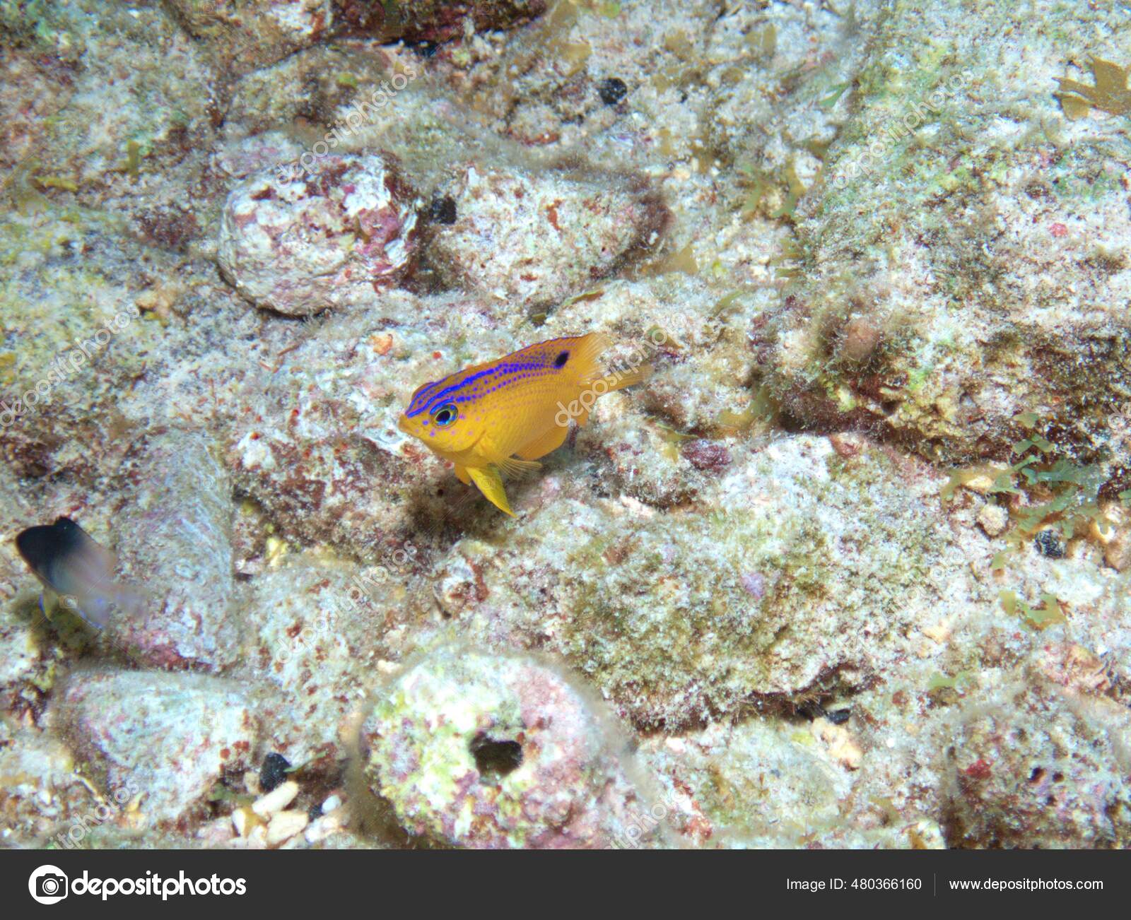 Beaugregory Damselfish Adult