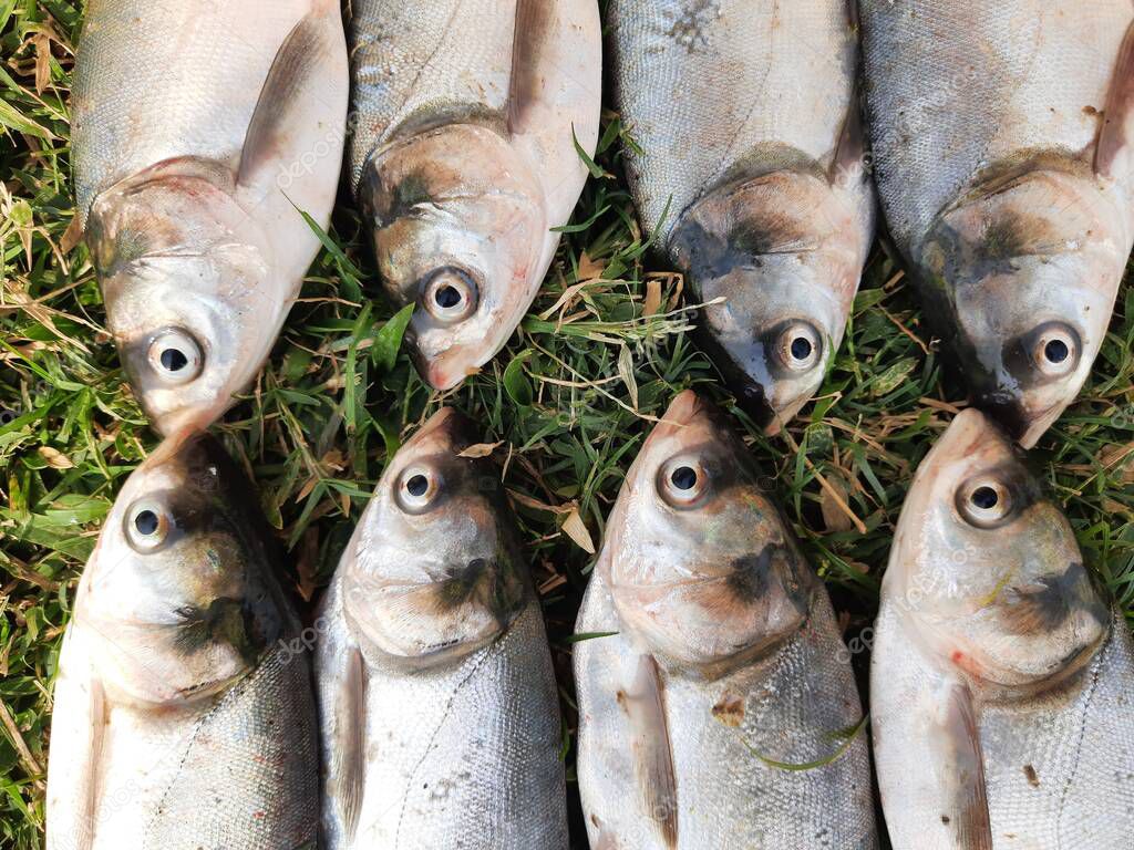 Pescado Rohu. Es una especie de peces de la familia de las carpas. sus ...