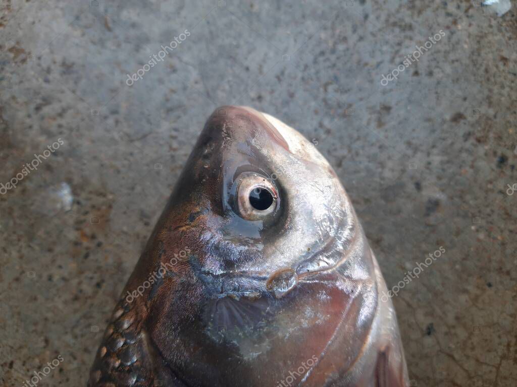 Pescado Rohu. Es una especie de peces de la familia de las carpas. sus ...